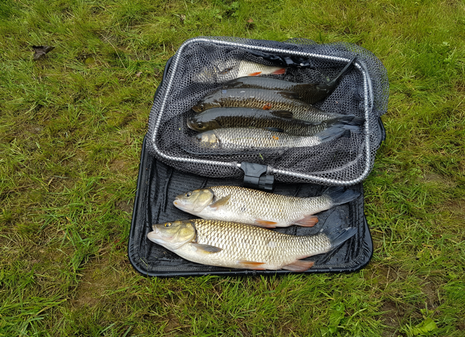 River Frome - Mere Angling Club